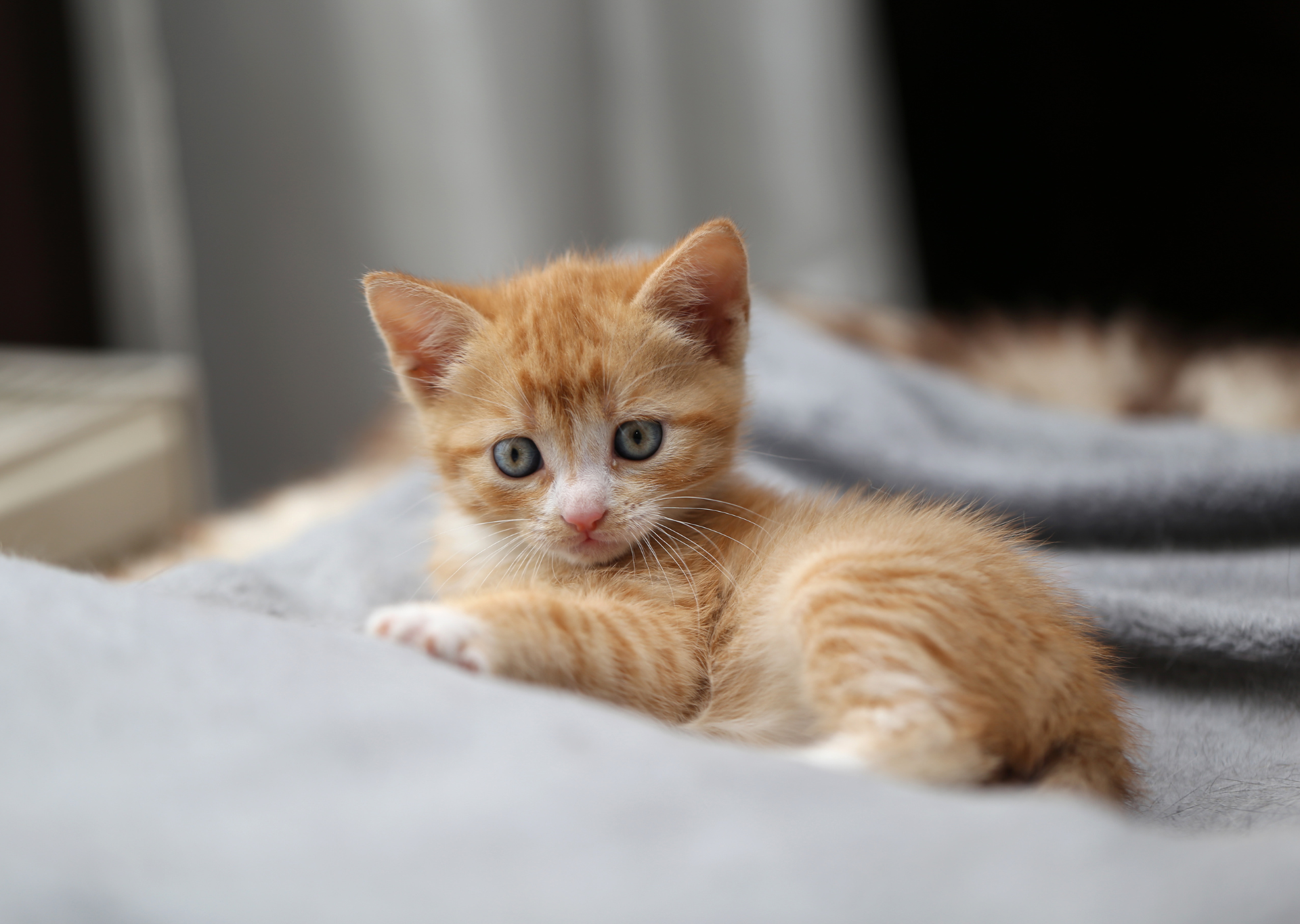 Kitten Care by Age: What to Expect in Their First Year - Applaws ANZ