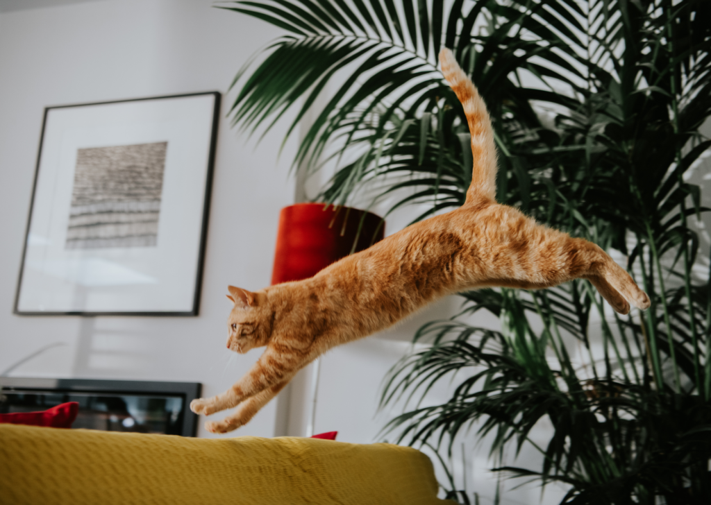 Nutrition and Hydration: Keeping Your Cat Healthy - Applaws ANZ