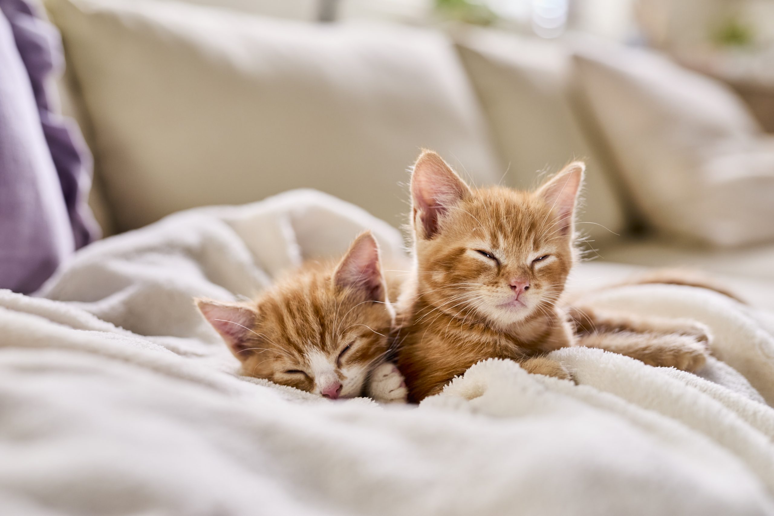 Why Do Cats Sleep So Much? Cat Sleep Explained | Applaws